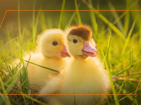 Module 2 Topic 1 9th 12th Grade Flashcard Wayground Formerly Quizizz