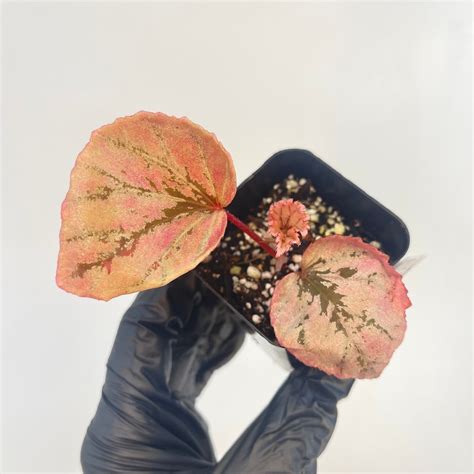 Begonia Rose Gold Aka Botanicaz 15 Etsy