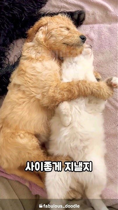 아기고양이와 강아지는 사랑입니다 Youtube