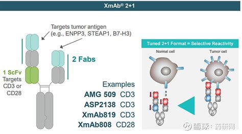 前列腺癌新靶点：steap1 2020年全球癌症数据统计中，前列腺癌（pca）的发病率占比第四，仅次于乳腺癌、肺癌和结直肠癌。根据去年国家癌症中心发布 雪球