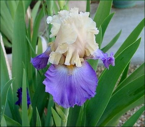 Tucson Area Iris Society Iris Culture In Tucson