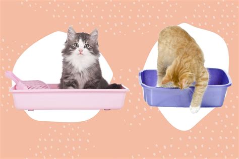 Why Does My Cat Scratch The Litter Box Storables