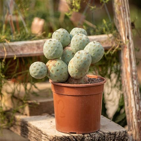 Tephrocactus Geometricus Giromagi Cactus And Succulents