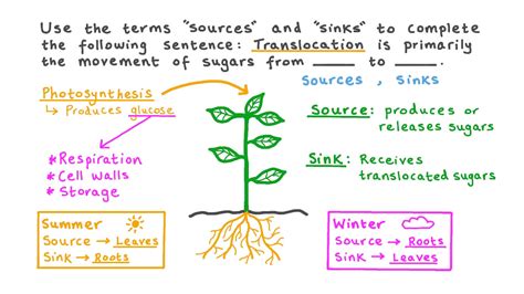 What Is Translocation In Plants Class 10 Free Word Template