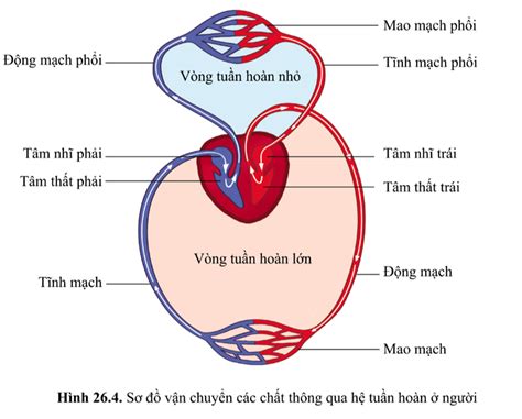 Mọi Thứ Về Vẽ Sơ đồ Vòng Tuần Hoàn Một Cách đơn Giản