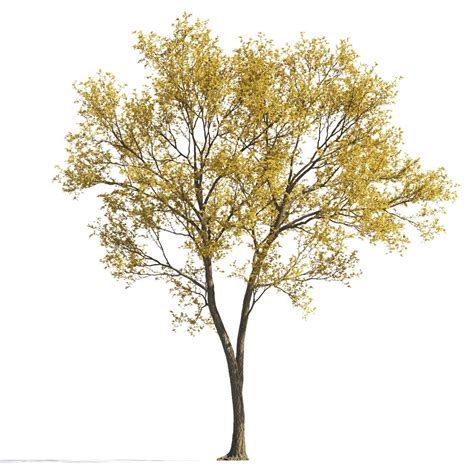 Autumn Park Maple Tree 3d Model Download Trees On