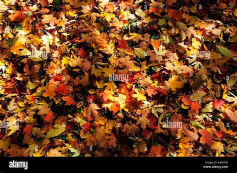 Trees Shedding Leaves Hi Res Stock Photography And Images Alamy