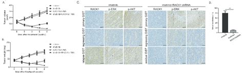 Combined Imatinib And Rack1 Shrna Treatment Prevents Gist Recurrence In Download Scientific