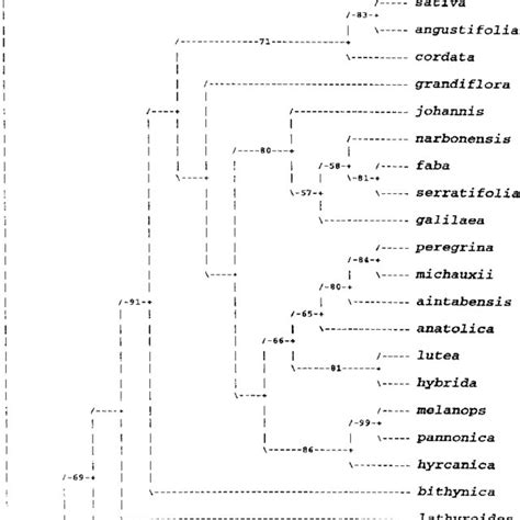 A Single Most Parsimonious Tree Produced By The Cladistic Analysis Of