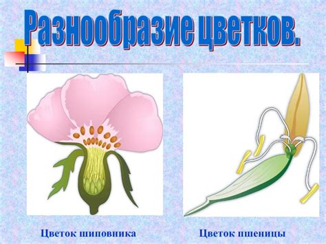 Презентация по биологии 6 класс строение цветка