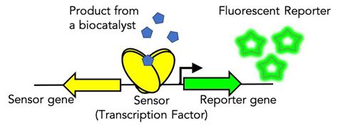 Basic Biosensor Construct Scheme Consisting Of A Sensor Gene For The