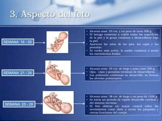 Tema7c Fecundación Embarazo Y Parto Pdf