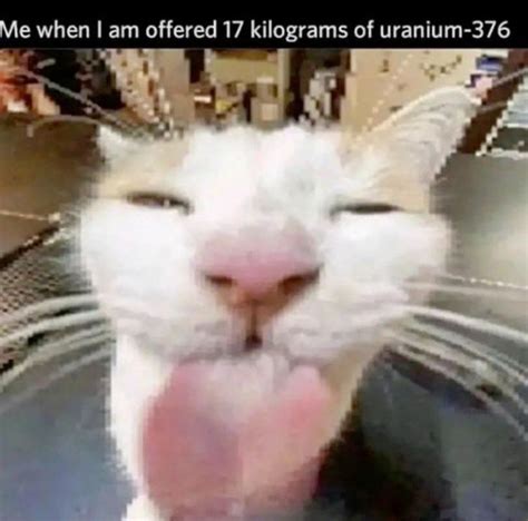 Mmmm Yummy Uranium Funny Poses Silly Cats Memes