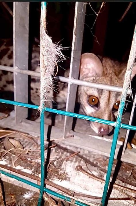 Cerveteri Avvistato Rarissimo Esemplare Di Genetta Pardina