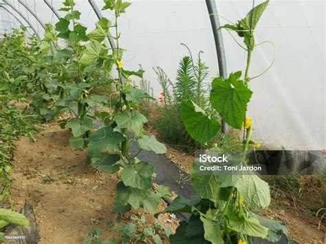 Photo Libre De Droit De Culture De Concombre En Serre Récolter La