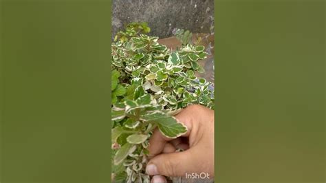 إكثار نبات لحبق مغربي بالطريقة الصحيحةاكسبلور Flowers الجمال Nature Environement Youtube