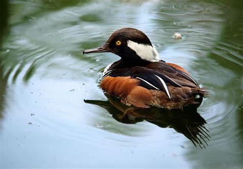 Darmowe Zdjęcia Woda Natura Skrzydło Dzikiej Przyrody Odbicie