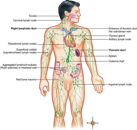 Lymphatic System Tonsils Lymph Nodes Spleen Thymus Functions The Best