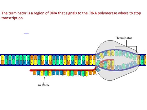 Ppt 7 3 Transcription In Prokaryotes Powerpoint Presentation Free Download Id 3147771