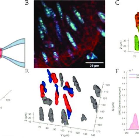 Illustration Of 3d Cell Nuclei Segmentation On A 2d Slice A A Slice