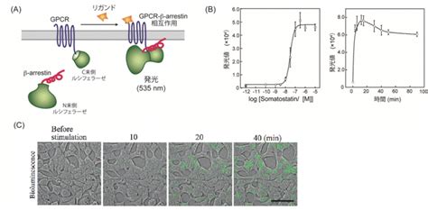 Assays For Gpcr Analytical Chemistry Ozawa Lab Department Of Chemistry School Of Science