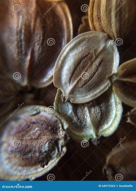 Parsnip Seeds Stock Image Image Of Seeds Allotment 64973563
