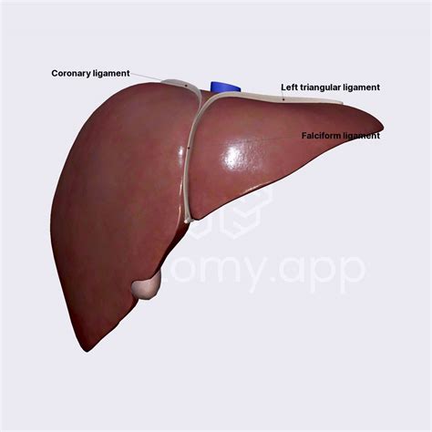 Ligaments Of Liver Anatomy App