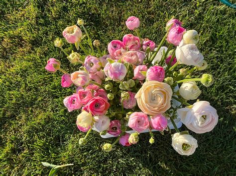 Ranunculus Corm Specialty Cut Flower Varieties The Rural Florist