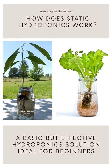 Static Solution Hydroponics Beginners Guide To Hydroponics
