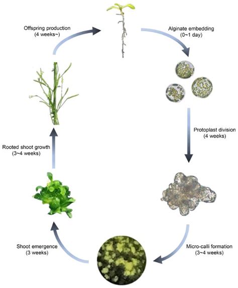 Protoplast Regeneration And Transformation Lifeasible