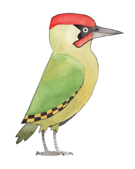 Matt Sewell Woodpecker Illustration Bird Illustration Green Woodpecker
