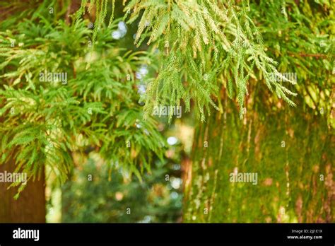 Best Coniferous Trees For Shade At Curtis Dolan Blog