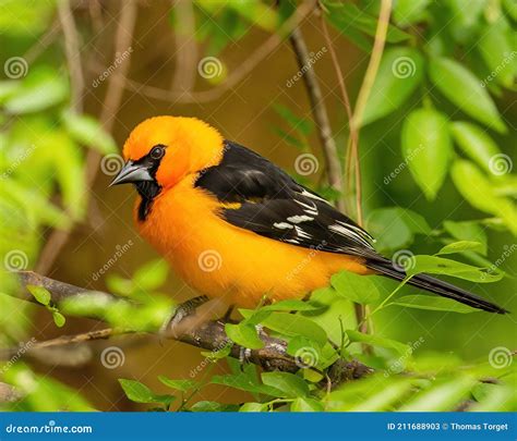 Handsome Hooded Oriole Stands On Tree Branch In Spring Stock Image