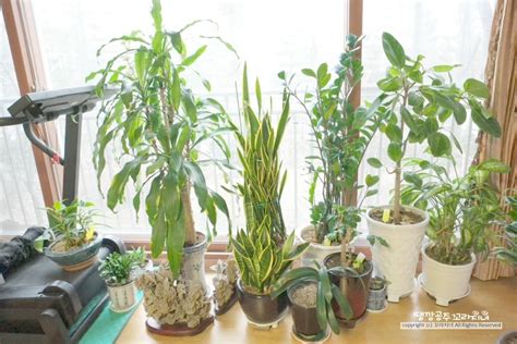 행운목 꽃 피는시기와 키우는법 네이버 블로그