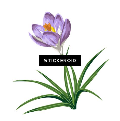 Free Saffron Wallpaper Downloads Saffron Wallpapers For Free Wallpapers Com