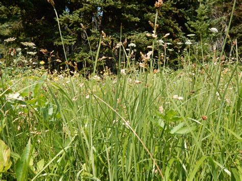 Native Medicinal Plants Prairie Public
