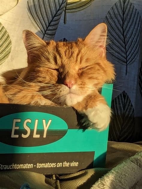 Ginge In His Favourite Box On Top Of A Warm Radiator With A Full