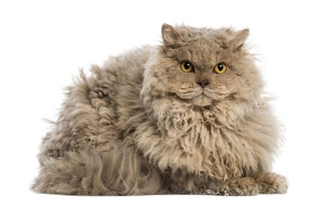 Selkirk Rex Cat Breed Information And Characteristics