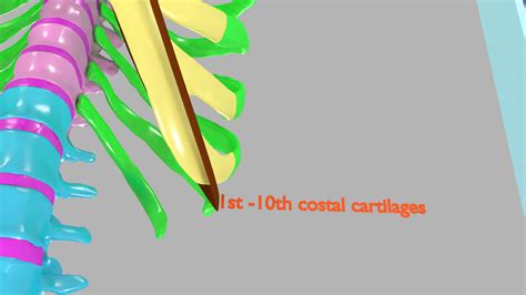 Ribs And Vertebrae Color Coded Animated 3d Model Cgtrader