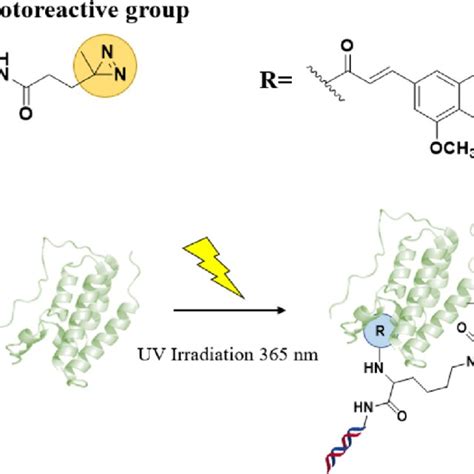 A Schematic Representation Of Dna Labeling Ligands With Photoreactive Download Scientific