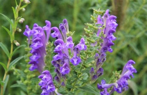 Scutellaria Baicalensis Root Extract Application In Cosmetics Plamed