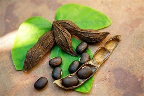 Mucuna Pruriens Building Our Strengths The Alchemist S Kitchen