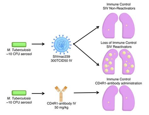 Primary Tuberculosis Infection