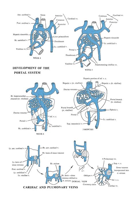 Pulmonary Venous Anatomy