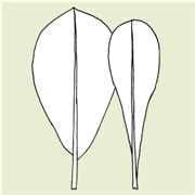 Character Notes Leaf Shape