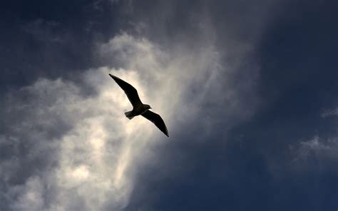 Home Beyerflightsciences