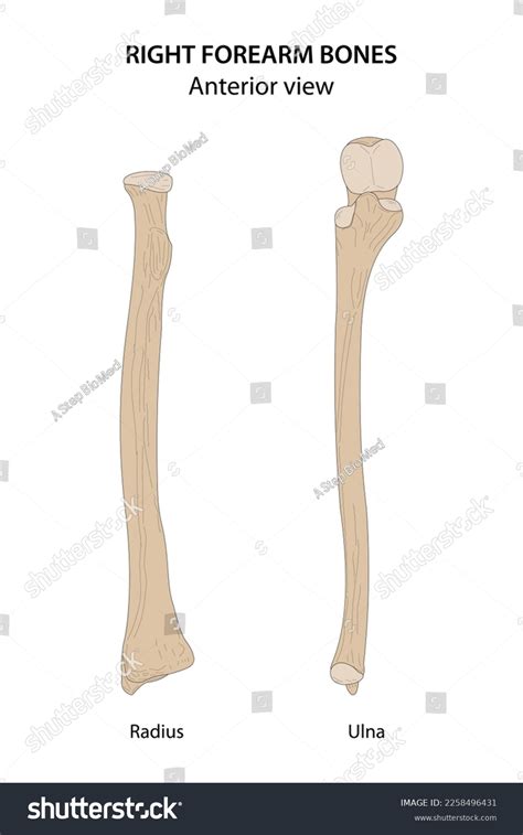 Right Forearm Bones Radius Ulna Anterior Stock Vector Royalty Free 2258496431 Shutterstock