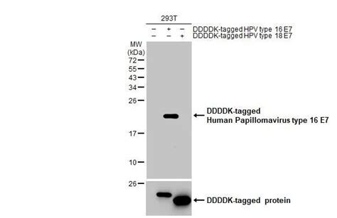 Hpv Type 16 E7 Recombinant Rabbit Monoclonal Antibody Hl1821