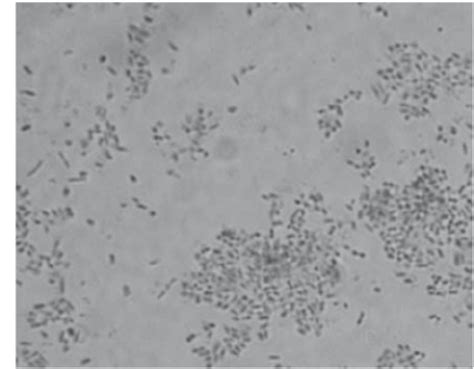 Ruminococcus In Vitro Culture Download Scientific Diagram