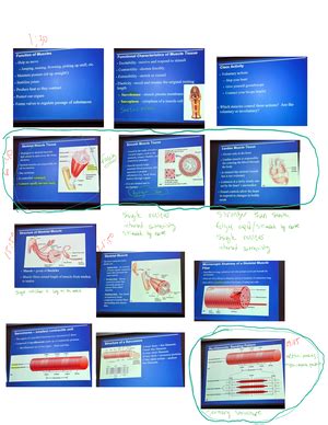 Macroevolution Worksheet BSC Biological Diversity Chapter Macroevolution Studocu
